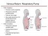NASM CPT Study Guide Chapter 3 - The Cardiorespiratory System
